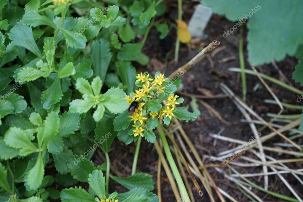El abejorro Bombus lapidarius vuela sobre las flores de Sedum ...