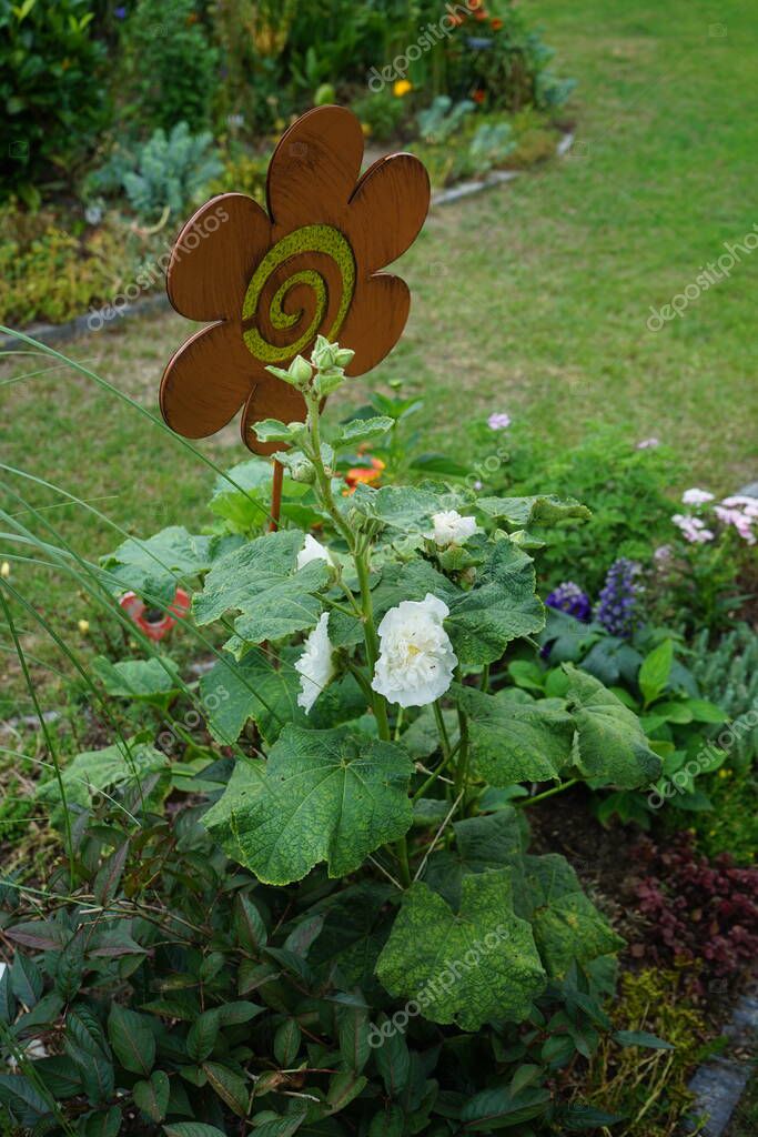 Blanco doble Alcea rosea florece en el jardín. Alcea rosea, el ... Blanco doble Alcea rosea florece en el jardín. Alcea rosea, el ...