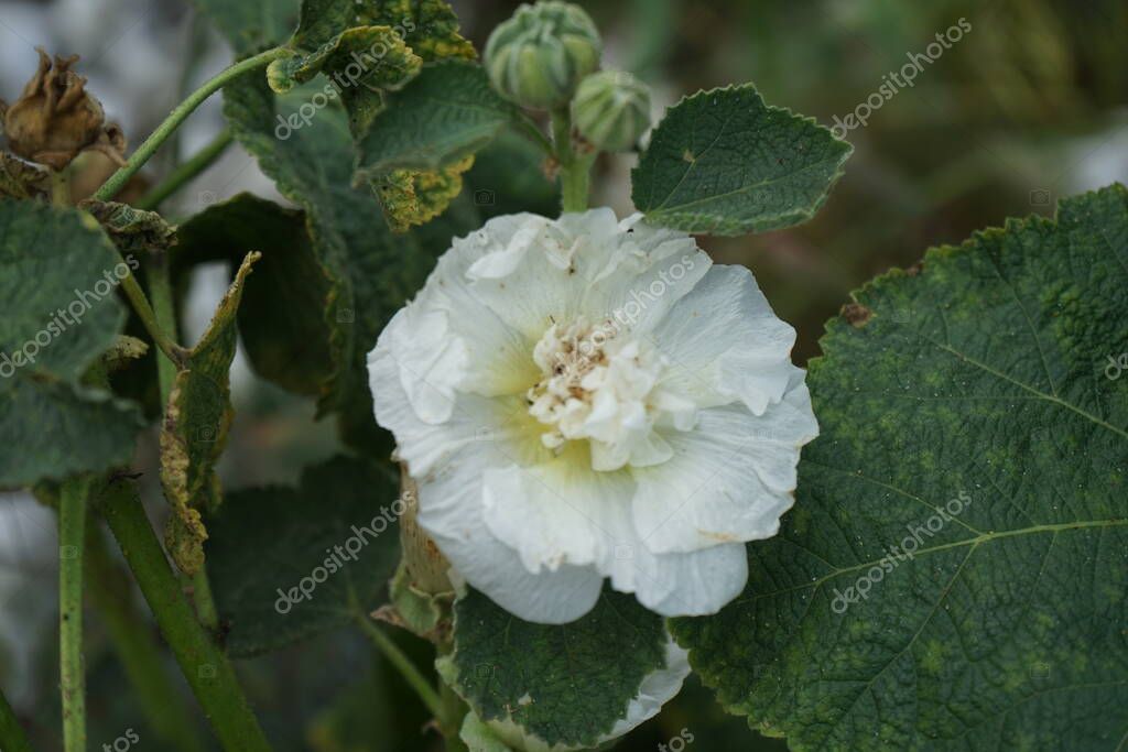 Blanco doble Alcea rosea florece en el jardín. Alcea rosea, el ... Blanco doble Alcea rosea florece en el jardín. Alcea rosea, el ...