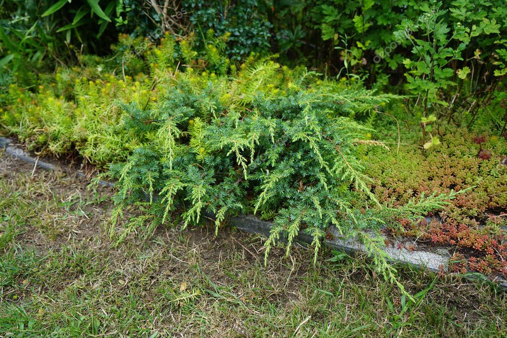 Juniperus horizontalis "Wiltonii" en julio. Juniperus horizontalis, el ...