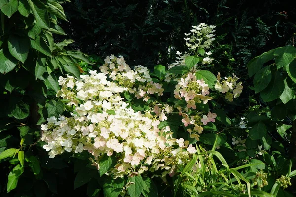 Hydrangea paniculata "Pinky Winky" es la primera hortensia panícula que ...
