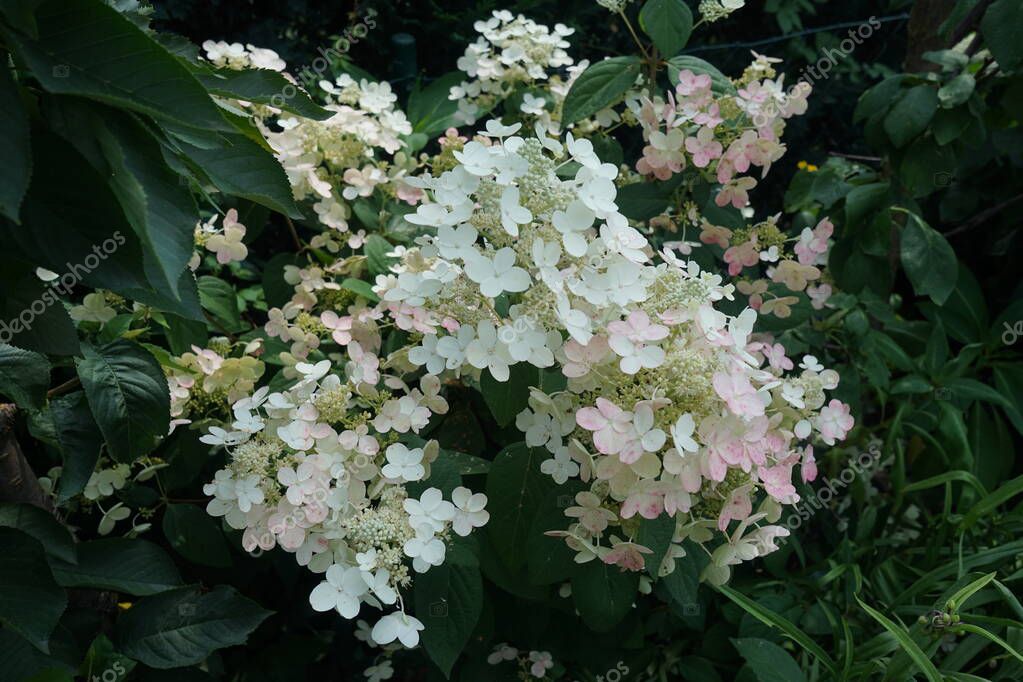 Hydrangea paniculata "Pinky Winky" es la primera hortensia panícula que ...
