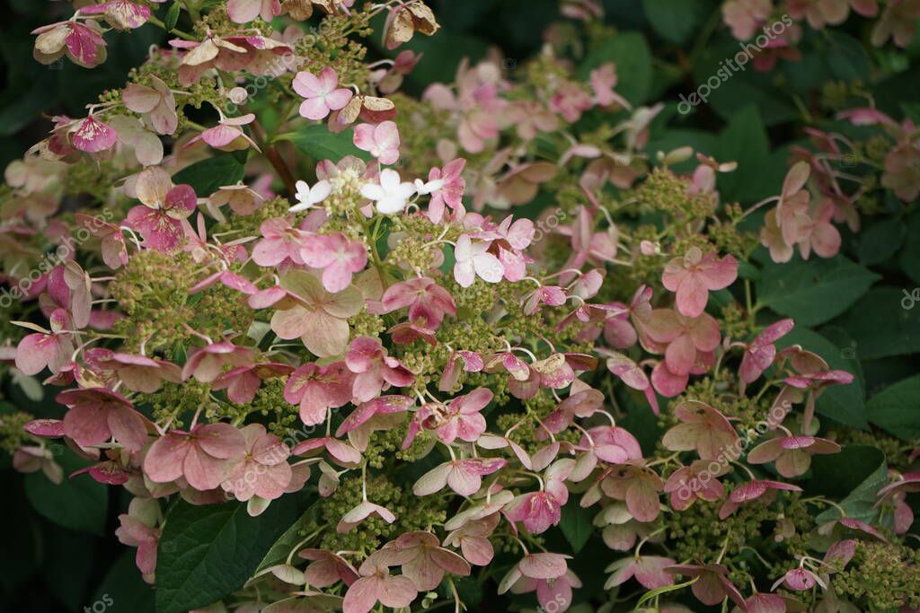 Hydrangea paniculata "Pinky Winky" es la primera hortensia panícula que ...