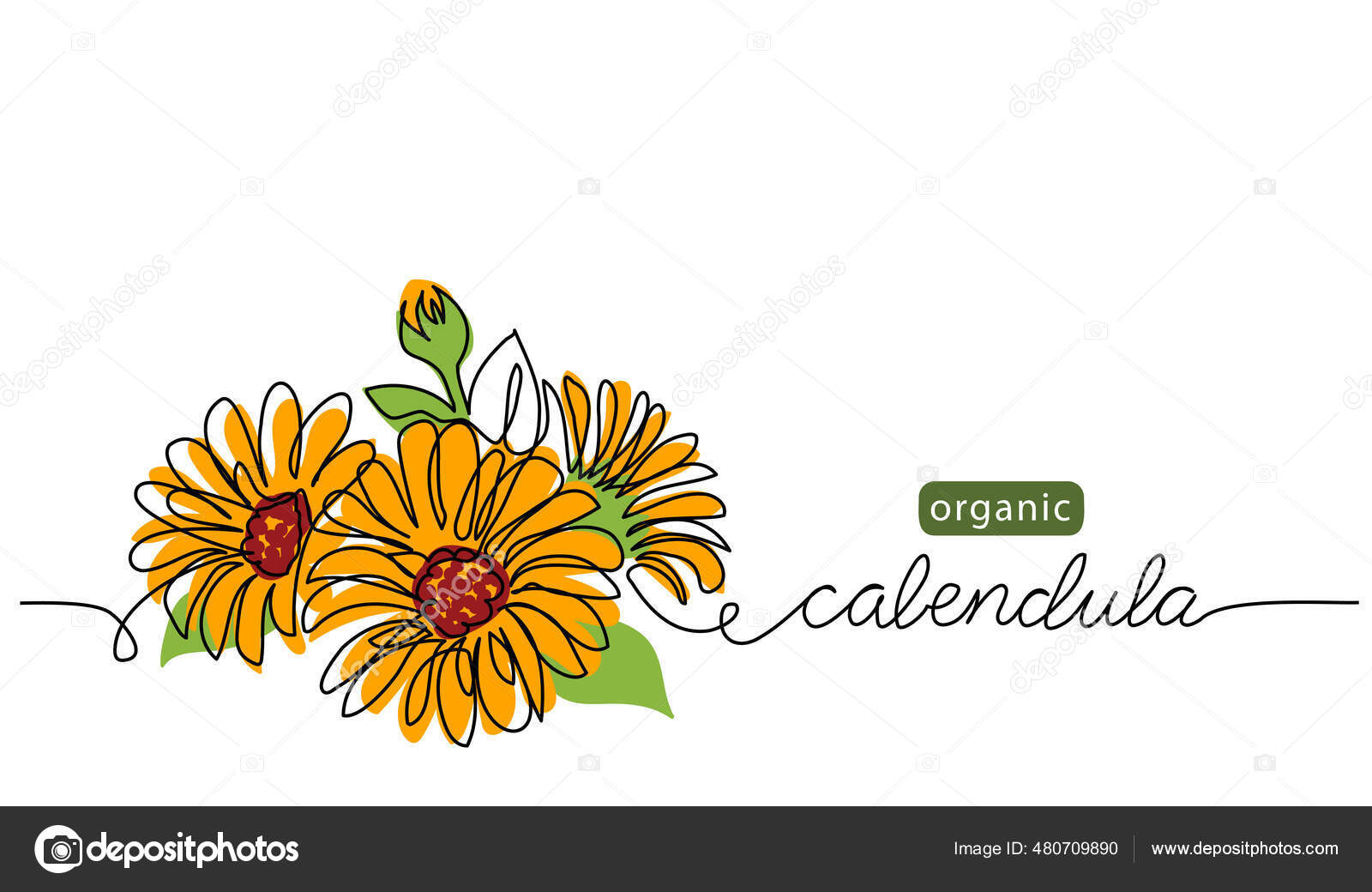 Calendula, Ringelblumen-Vektorillustration, Hintergrund für die Etikettengestaltung. Eine ...