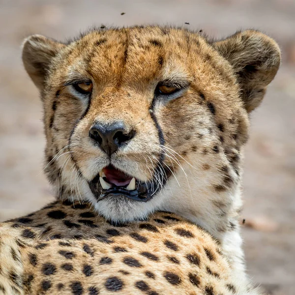 Funny Cheetah Face