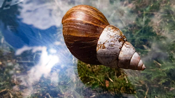 Rio caracol fotos de stock, imágenes de Rio caracol sin royalties ...