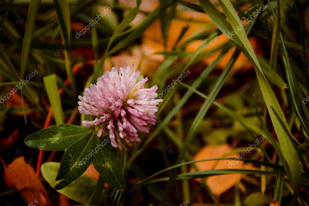 flor de trébol rosa Trifolium pratens primer plano sobre un fondo de ...