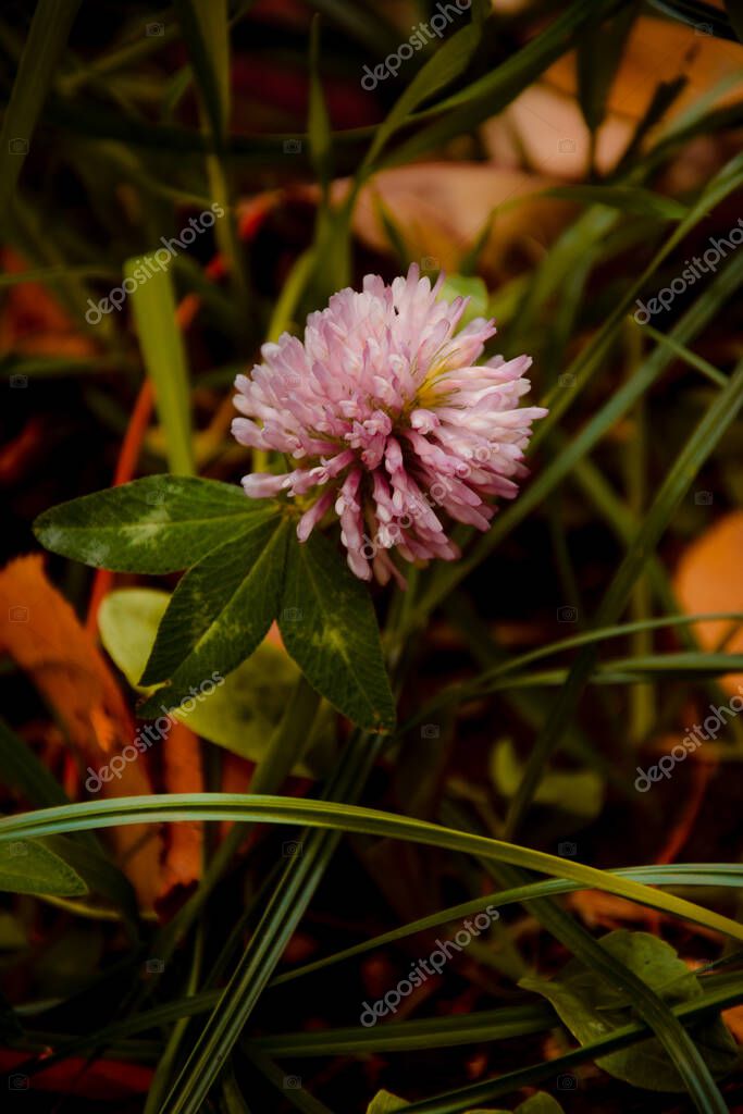 flor de trébol rosa Trifolium pratens primer plano sobre un fondo de ...