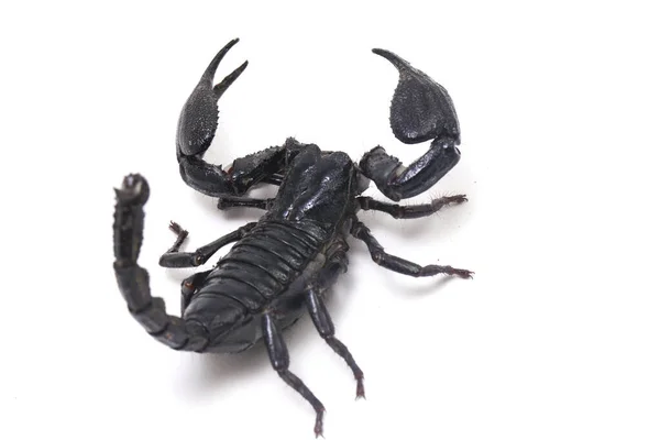 Black scorpion Stock Photos, Royalty Free Black scorpion Images ...