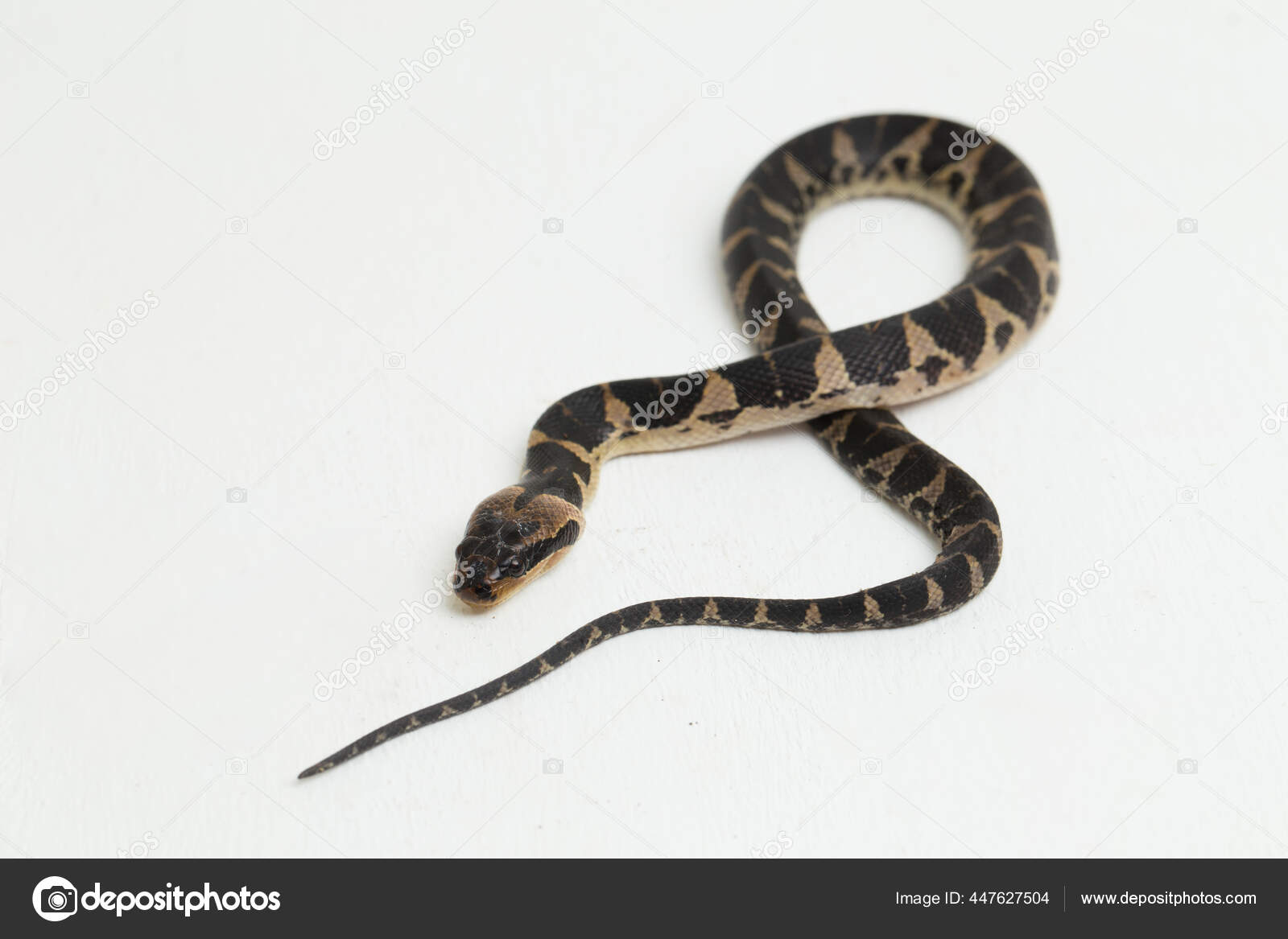 Common Puff Faced Water Snake Homalopsis Buccata Banded Water Snake ...