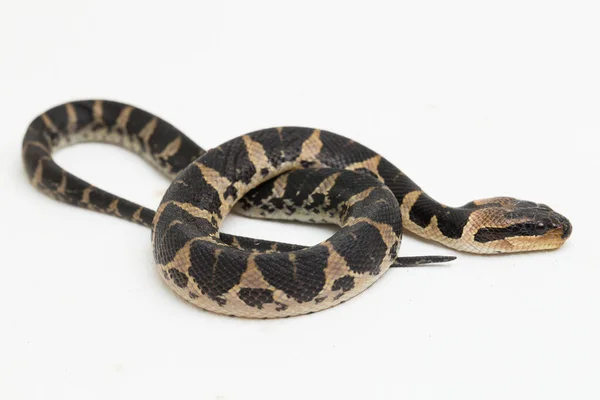 Snake face Stock Photos, Royalty Free Snake face Images | Depositphotos