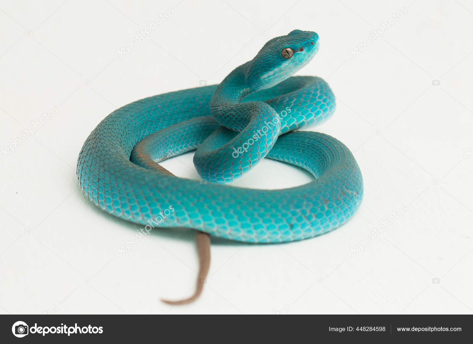 Blue Insularis Trimeresurus Insularis White Lipped Island Pit Viper ...