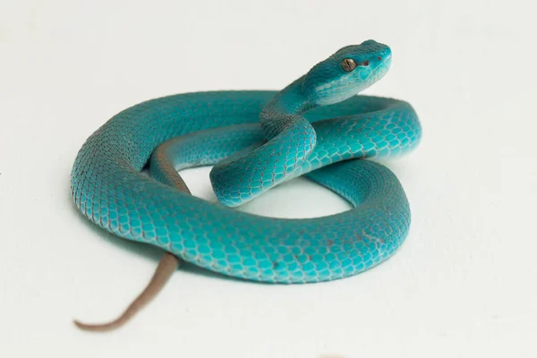 Blue Insularis Trimeresurus Insularis White Lipped Island Pit Viper ...