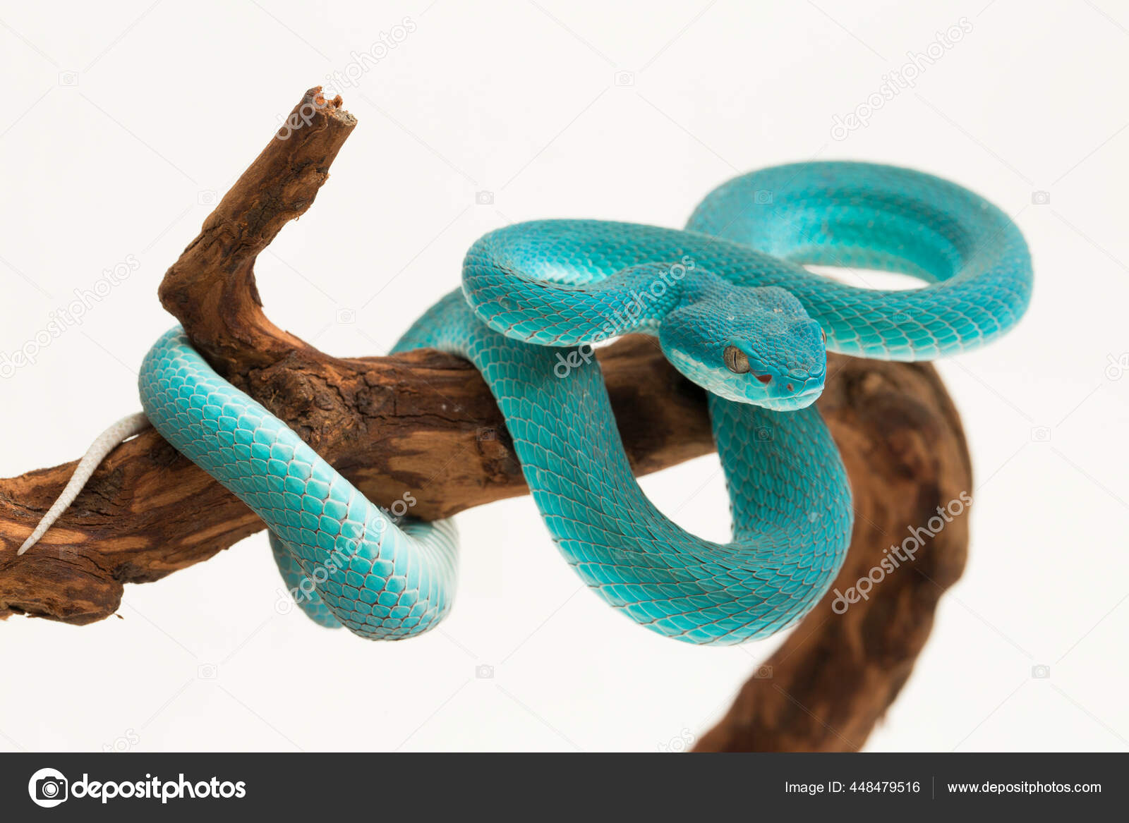 Blue Insularis Trimeresurus Insularis White Lipped Island Pit Viper ...