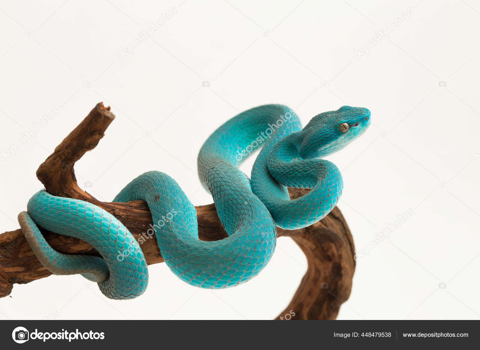 Blue Insularis Trimeresurus Insularis White Lipped Island Pit Viper ...