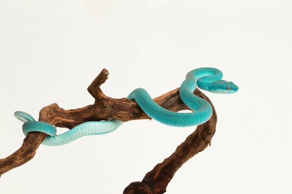 Blue Insularis Trimeresurus Insularis White Lipped Island Pit Viper ...