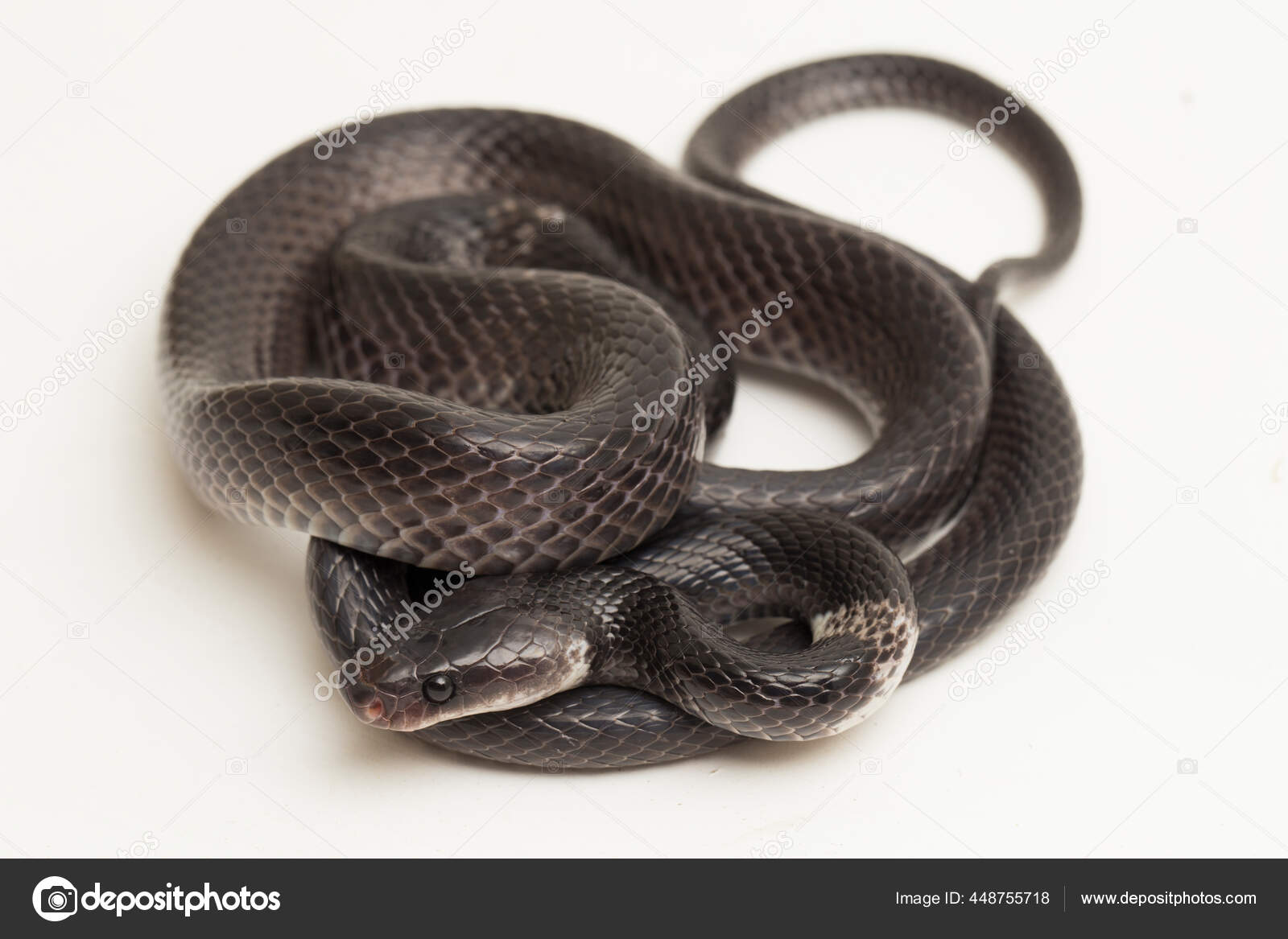 White Banded Wolf Snake Malayan Banded Wolf Snake Lycodon Subcinctus ...