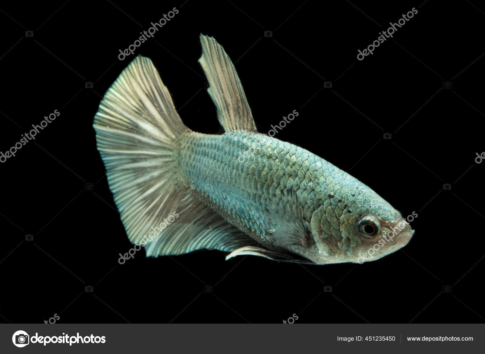 Betta Fish Solid Cooper Halfmoon Siamnese Fighting Fish Splendens ...