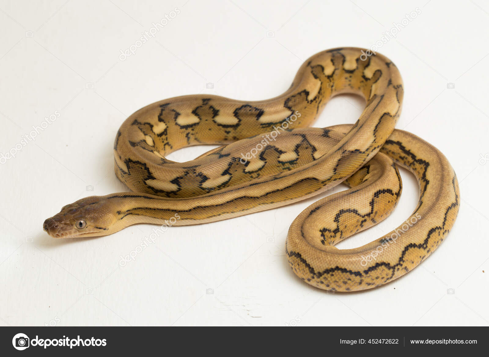 Albino Super Tigre Python Reticulado