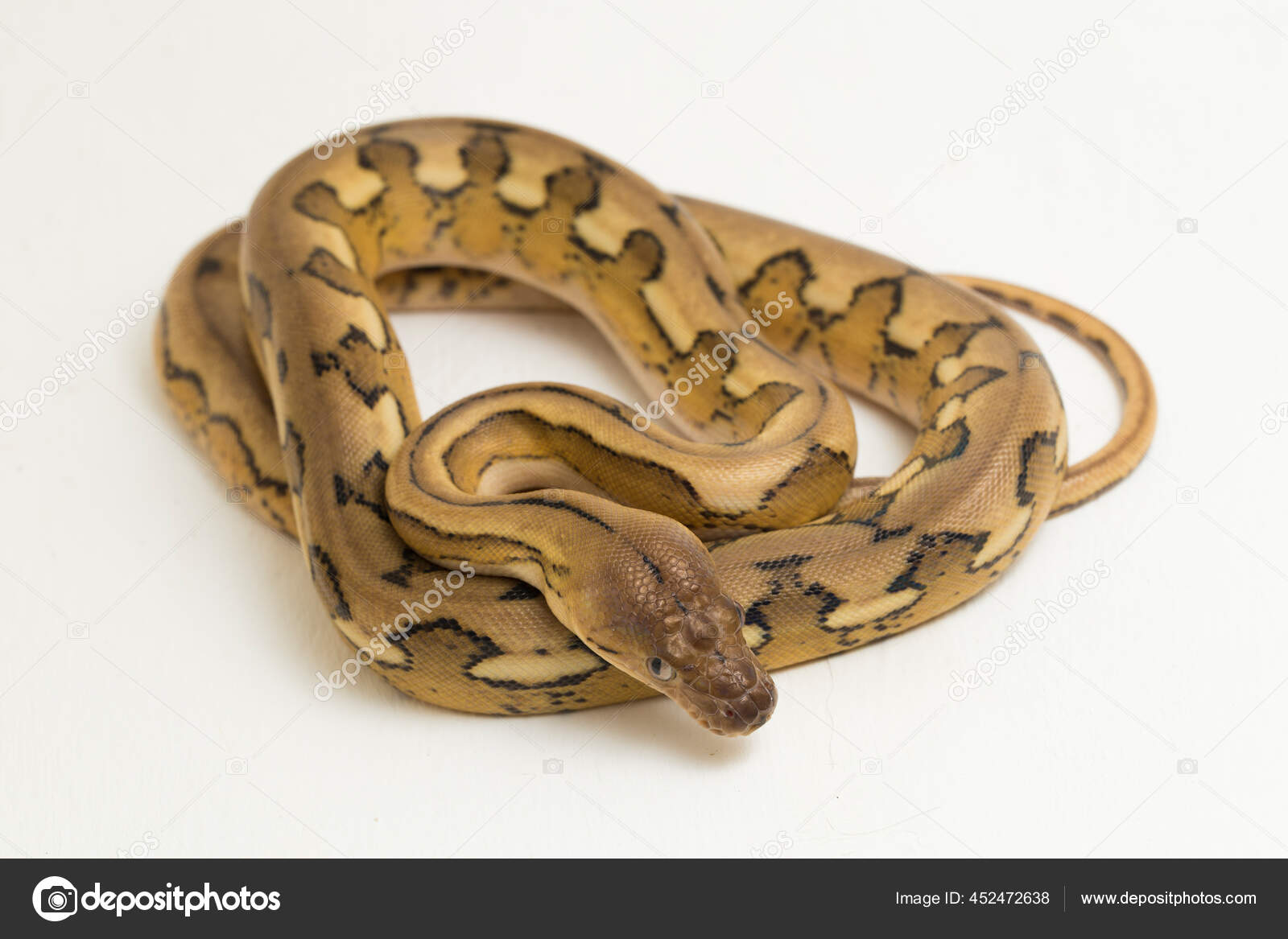 Platinum Tiger Reticulated Python Snake Stock Photo by ©dwiputra18 ...