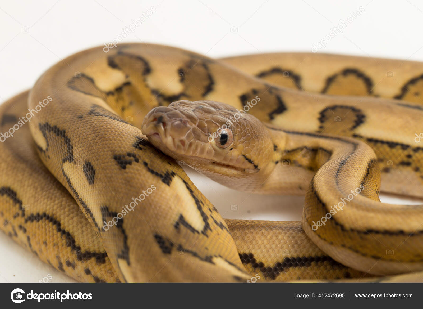 Tiger Reticulated Python