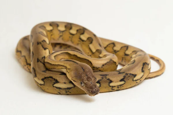 Platinum Tiger Reticulated Python Snake Stock Photo by ©dwiputra18 ...