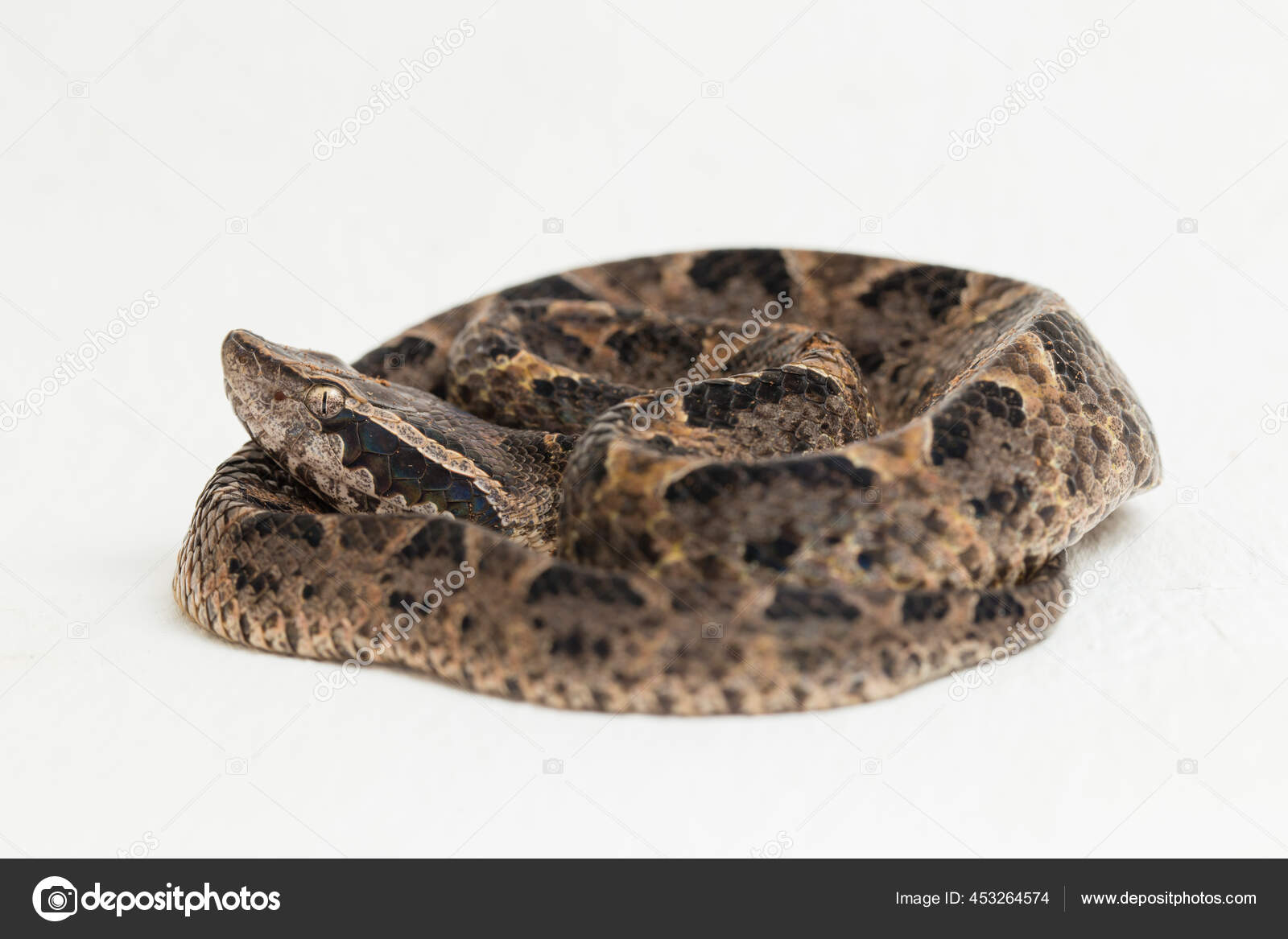 Malayan Ground Pit Viper Snake Calloselasma Rhodostoma Isolated White ...