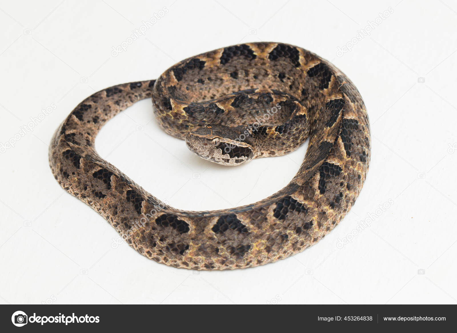 Malayan Ground Pit Viper Snake Calloselasma Rhodostoma Isolated White ...