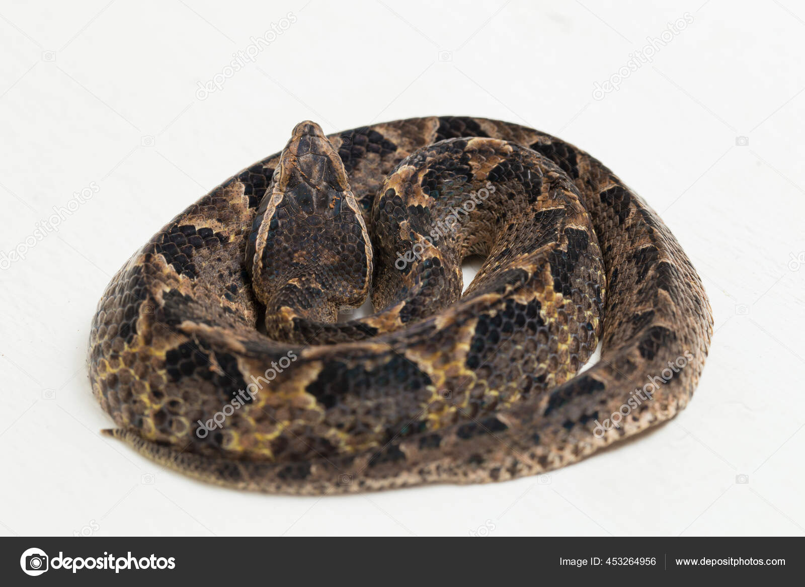 Malayan Ground Pit Viper Snake Calloselasma Rhodostoma Isolated White ...