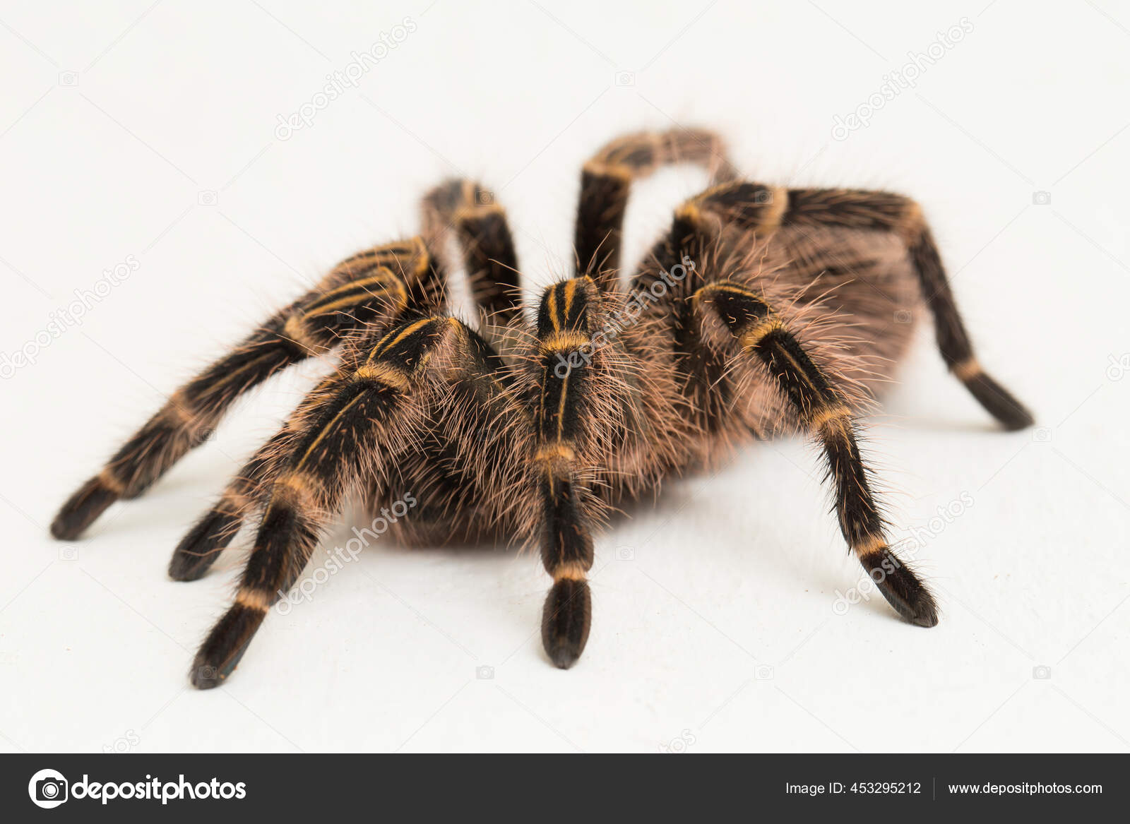 Grammostola Pulchripes Tarantura Rodilla Dorada Sobre Fondo Blanco ...