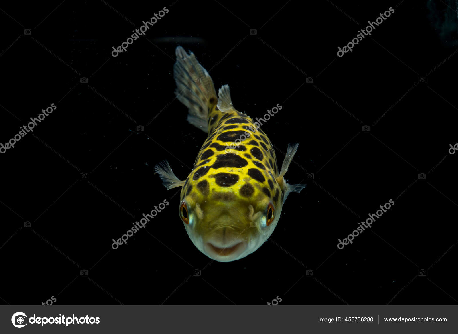 Spotted Green Pufferfish Tetraodon Dichotomyctere Nigroviridis Black ...