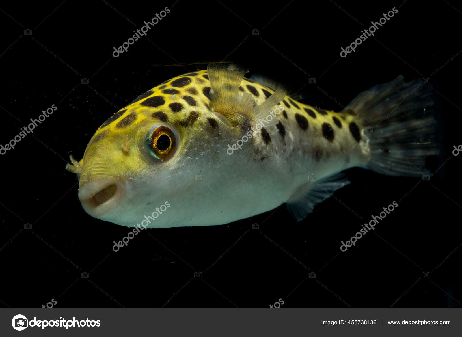 Spotted Green Pufferfish Tetraodon Dichotomyctere Nigroviridis Black ...