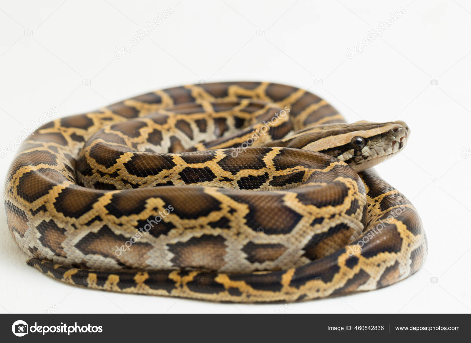 Snake Burmese Python Python Molurus Bivittatus Isolated White ...