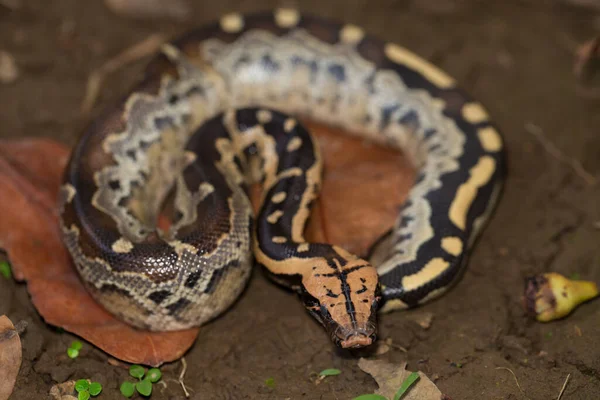 Python borneo Stock Photos, Royalty Free Python borneo Images ...