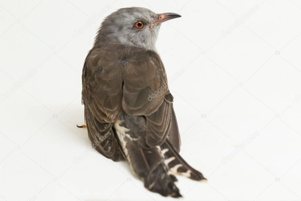 Un p jaro cuco quejumbroso (Cacomantis merulinus) aislado sobre fondo ...