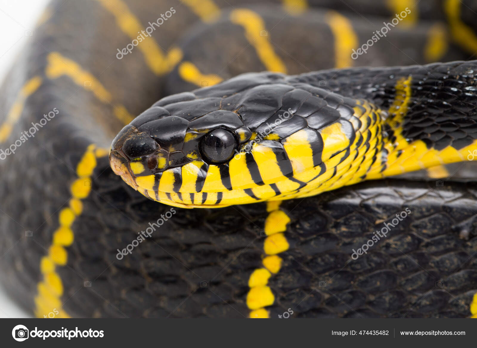 Boiga Dendrophila Commonly Called Mangrove Snake Gold Ringed Cat Snake ...