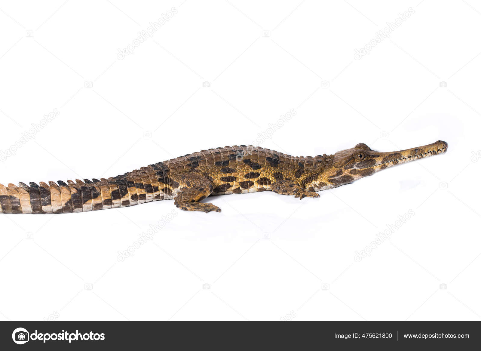 False Gharial Tomistoma Schlegelii Isolated White Background Stock ...