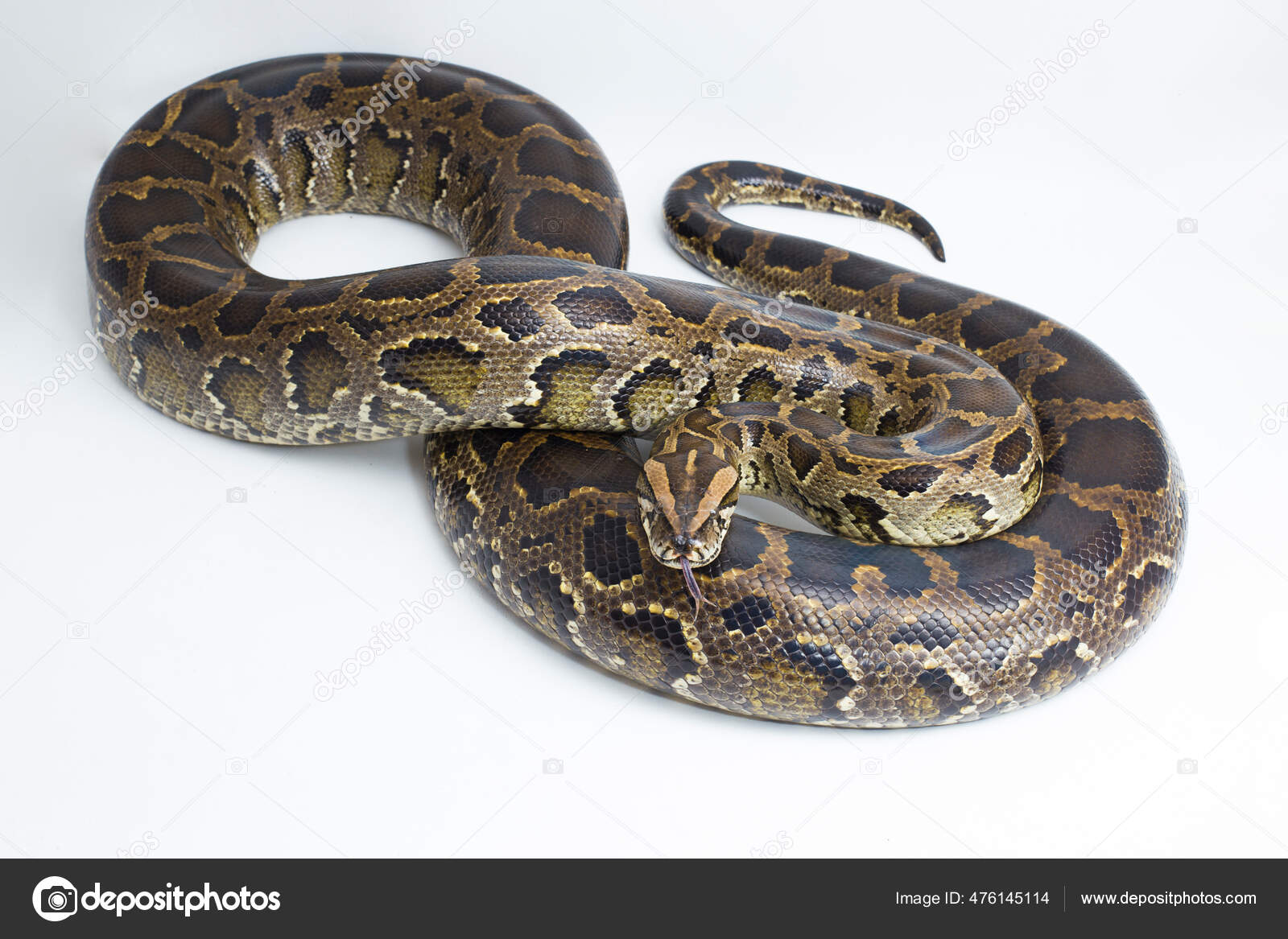 Indian Python Wallpapers