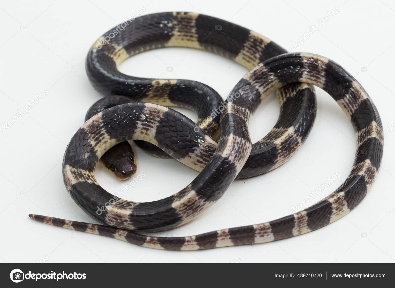 Highly Venomous Malayan Krait Blue Krait Bungarus Candidus Isolated ...