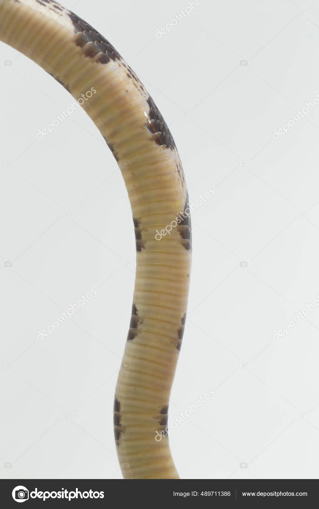 Highly Venomous Malayan Krait Blue Krait Bungarus Candidus Isolated ...