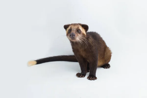 Animal con cola larga fotos de stock, imágenes de Animal con cola larga ...