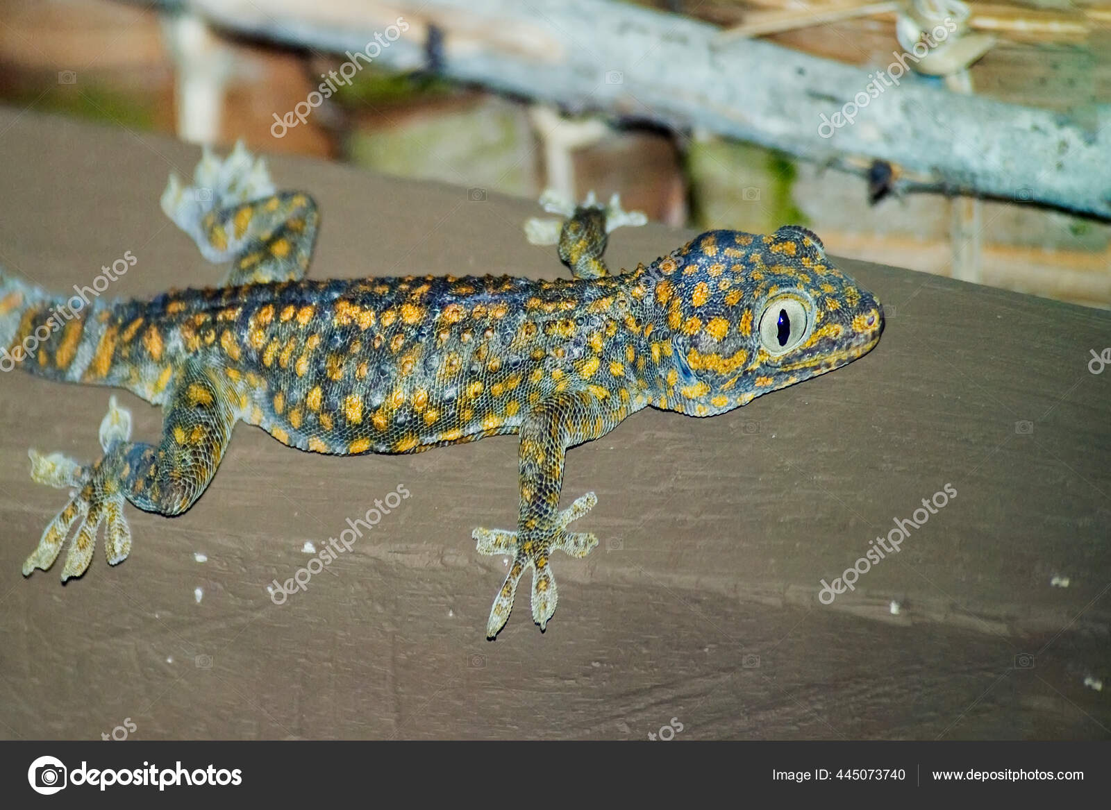 Night Guest Young Gecko Bright Color Gray Yellow Spots Lurk Stock Photo ...