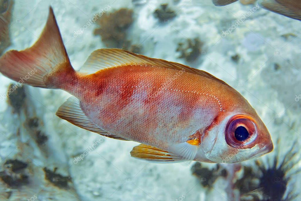 Priacanthus hamrur swims above the sea floor. It has very large eyes ...