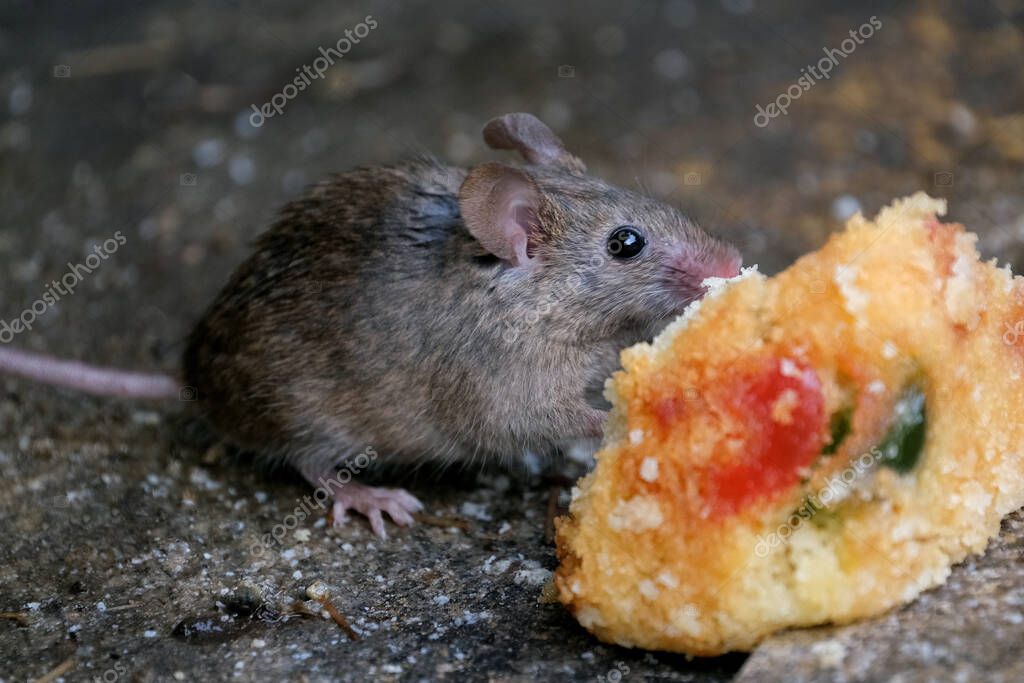 El ratón de casa es un pequeño mamífero del orden Rodentia ...