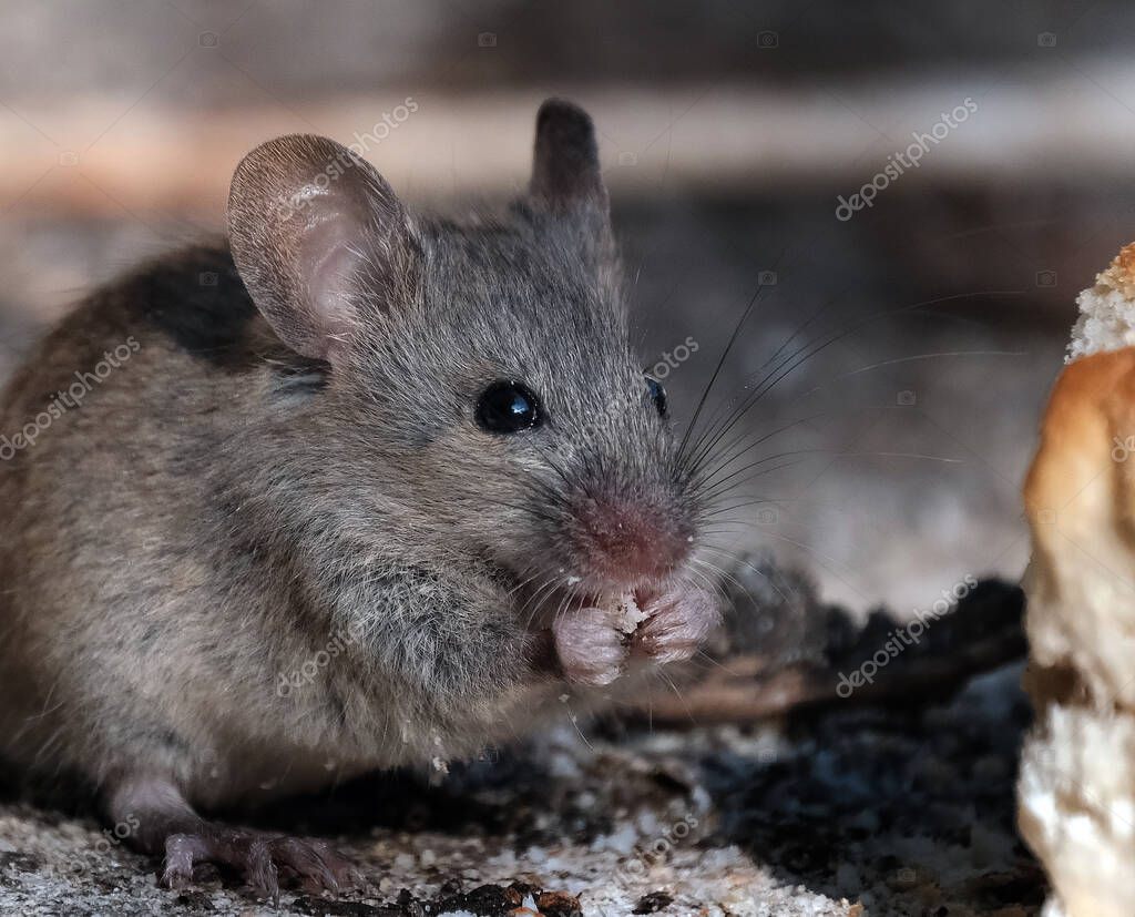 El ratón de casa es un pequeño mamífero del orden Rodentia ...