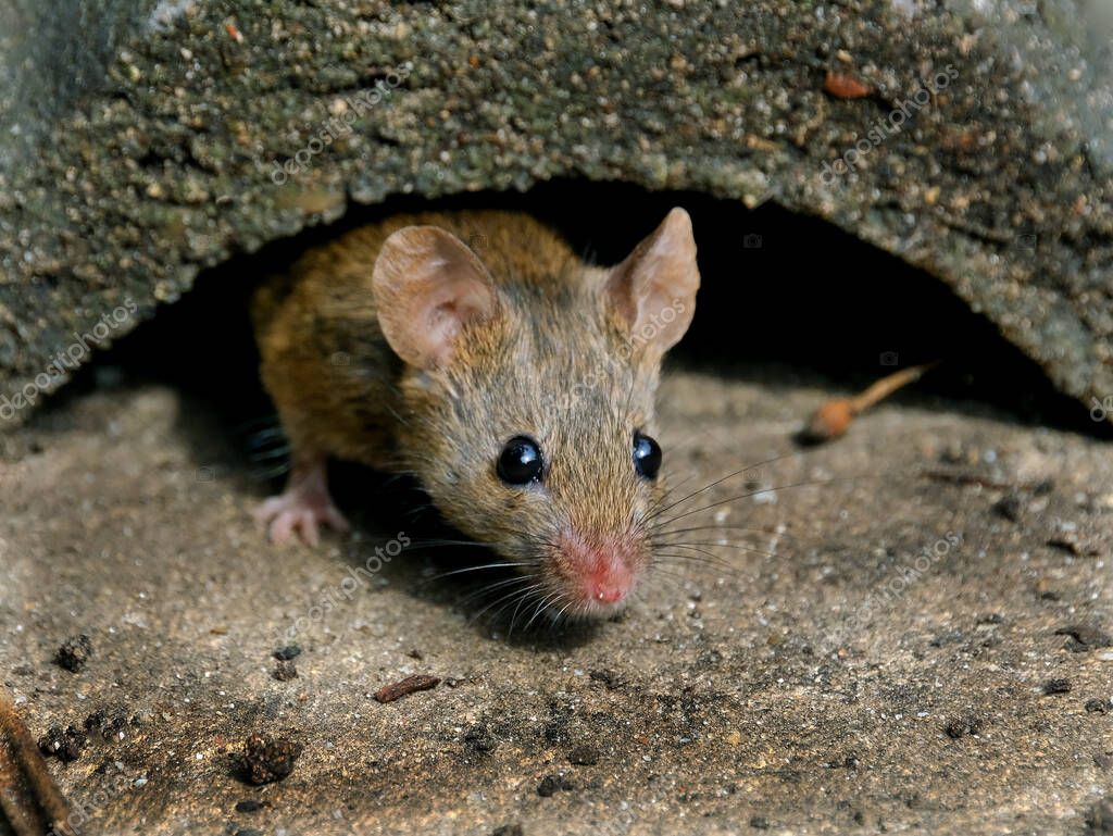 El ratón de casa es un pequeño mamífero del orden Rodentia ...