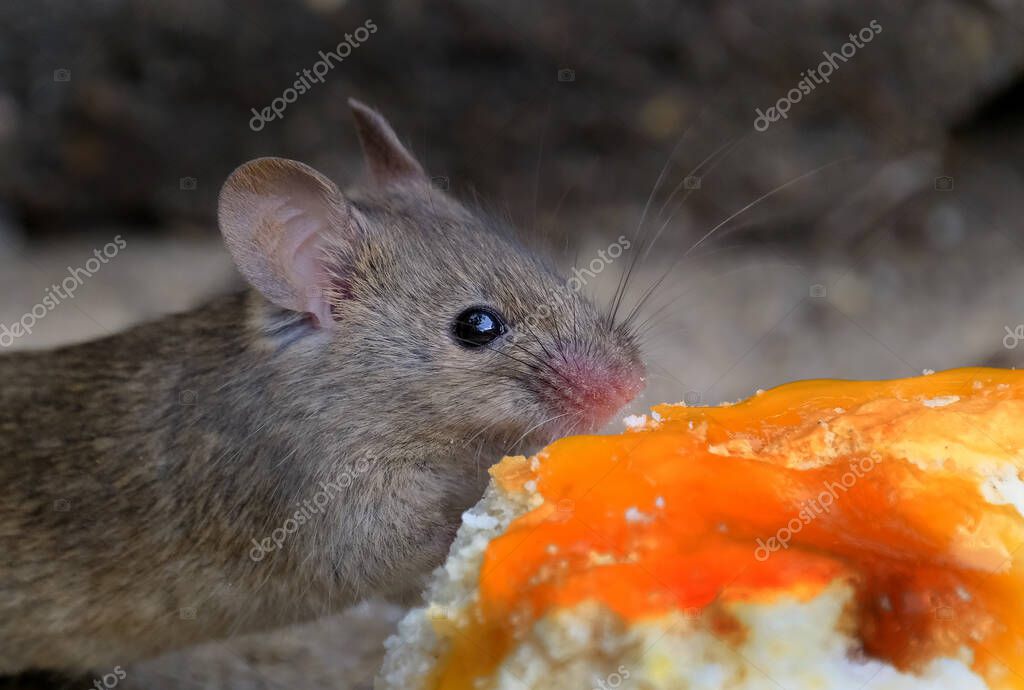 El ratón de casa es un pequeño mamífero del orden Rodentia ...