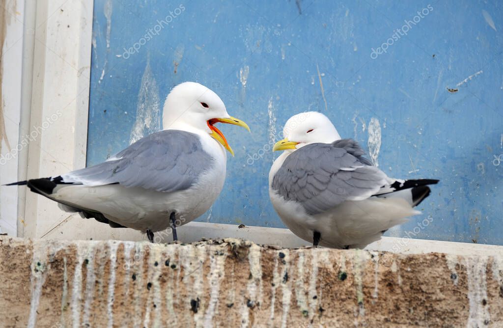 Los kittiwakes son dos especies de aves marinas estrechamente relacionadas en la familia de las ...