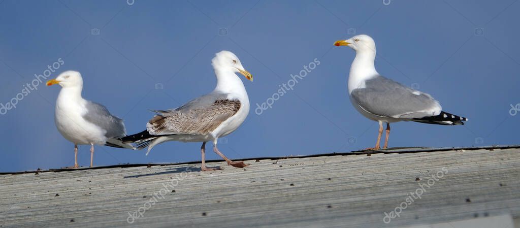 La gaviota de arenque europea es una gaviota grande, de hasta 66 cm de ...