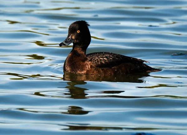 Imágenes de El patito negro, fotos de El patito negro sin royalties ...